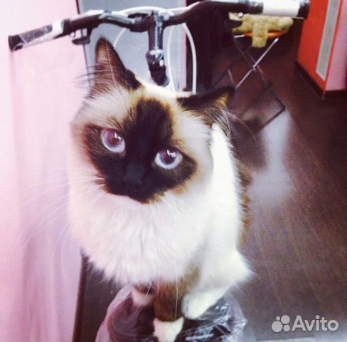 Кошка голубоглазая в заботливые руки