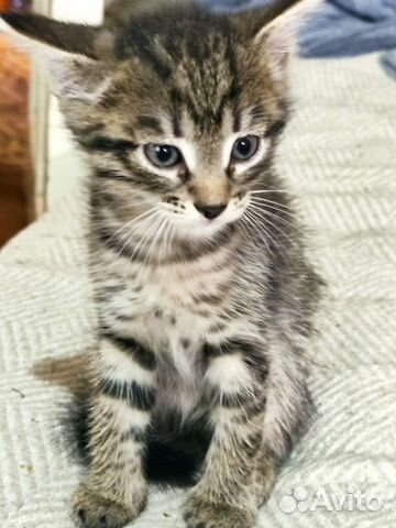 Кошка