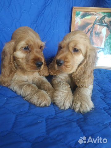 Английские мальчики