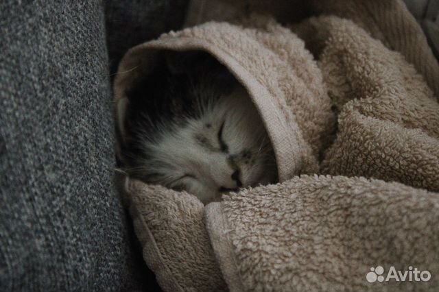 Котенок 1,5мес, в добрые руки