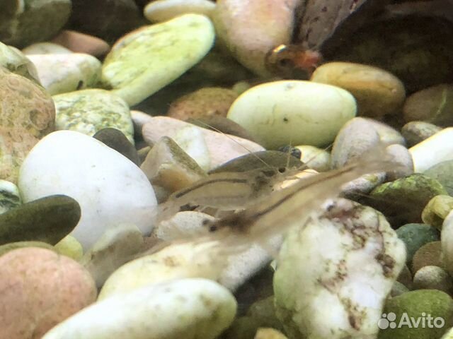 Пресноводные креветки