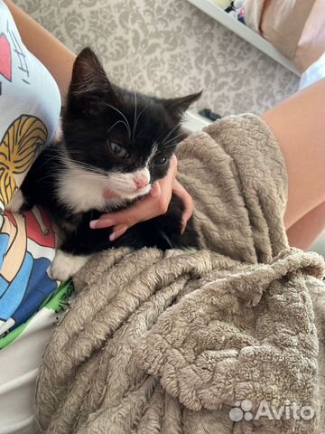 Котенок ищет дом