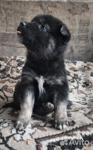 Ищет дом и семью щенок Цыганок