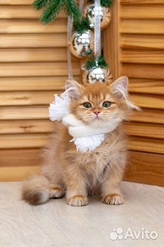 Котик шиншилла
