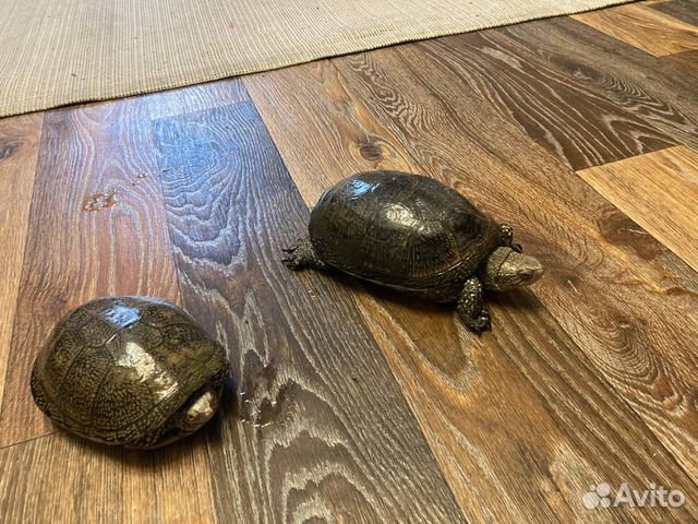 Продаем болотных черепах