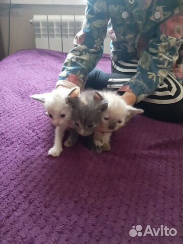 Тайские котята в добрые руки
