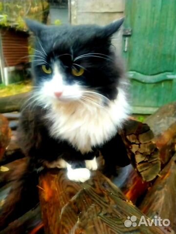 Котик Турай ищет дом
