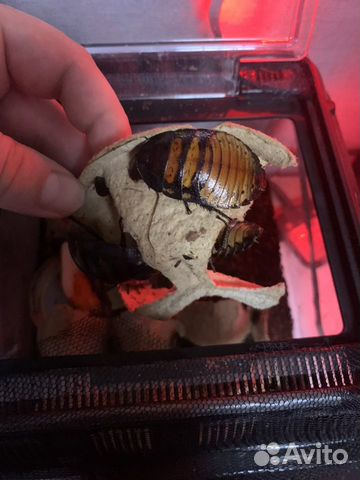 Мадагаскарские тараканы