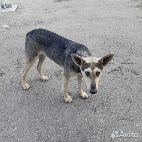 Собаки бесплатно в добрые руки