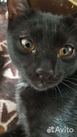 Юркий Юрчик