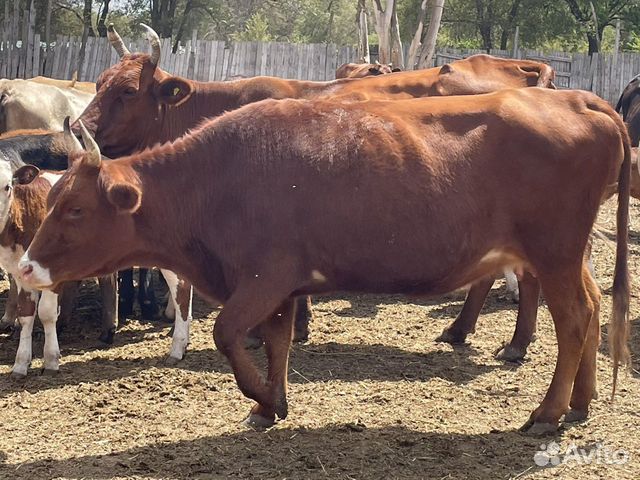 Телки стельные