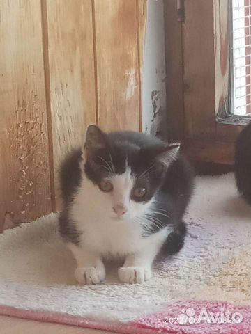 Коржик