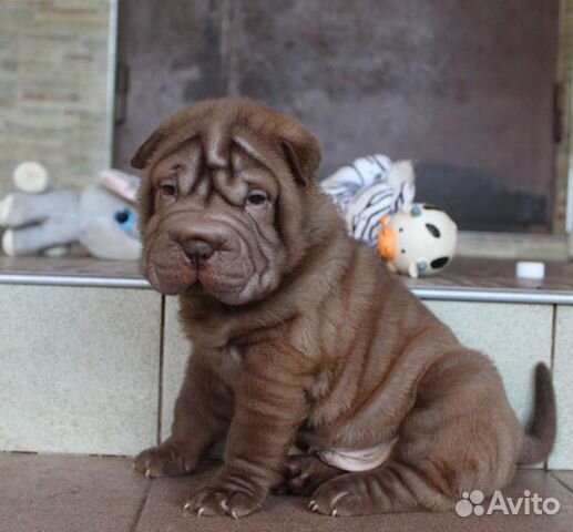 Любимые морщинки