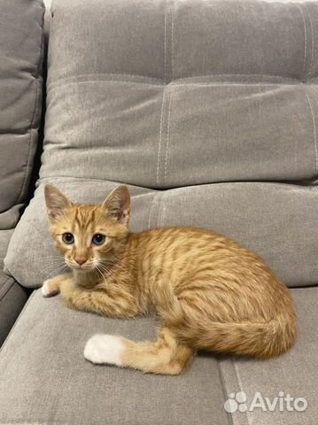 Рыжий котенок