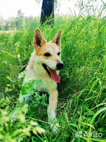 Статному красавцу Патрику нужен дом