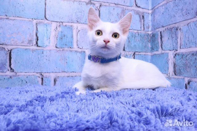 Котенок в добрые руки