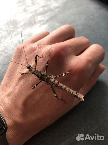 Палочник неожиданный