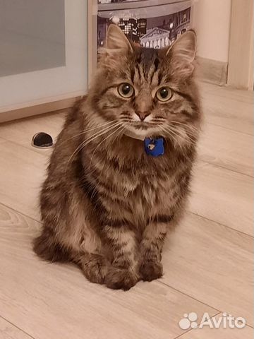 Кошка Соня