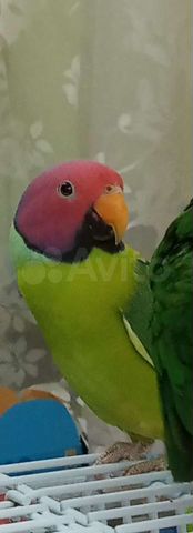 Попугай редкого вида