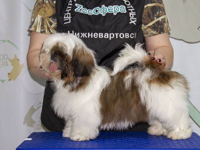 Шикарный щенок шитцу