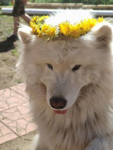 Самоедская лайка вязка