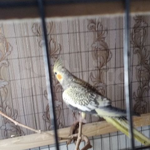 Молодые кареллы