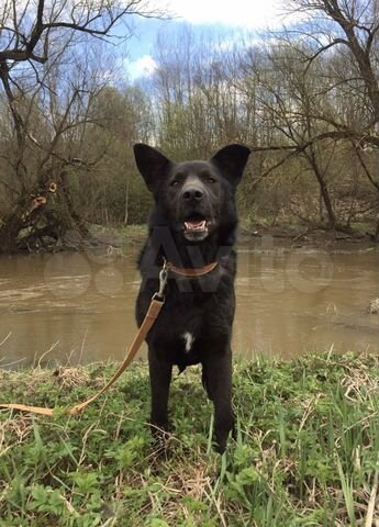 Собака необыкновенной красоты и ума