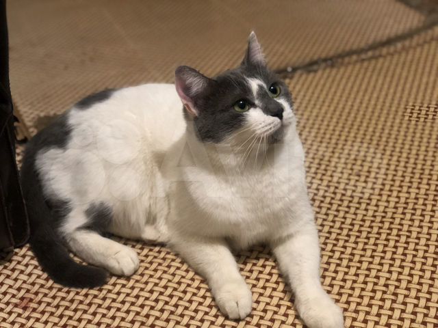 Кошка в добрые руки