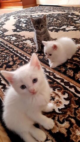 Котята в добрые руки 10р