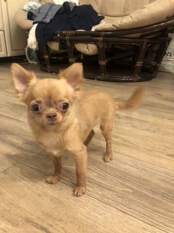 Чихуа маленькая дюймовочка