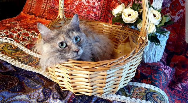 Кошка кот рыжий, белый, полосатый, разноглазый