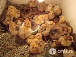 Цыплята суточные