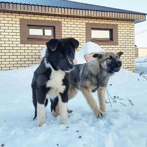 Парнишки - щенята в добрые руки
