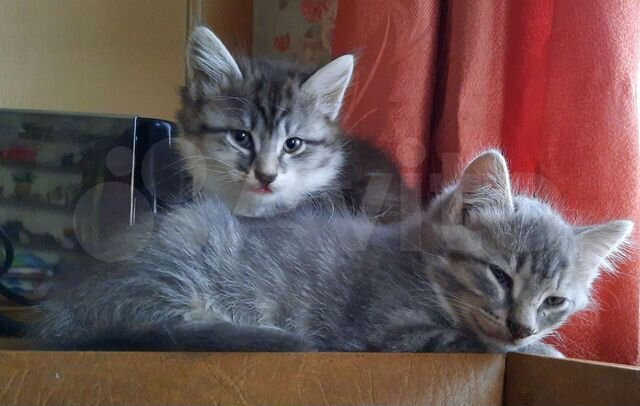 Котята в добрые руки