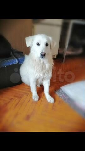 Ласковая небольшая собачка