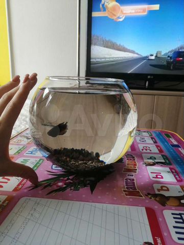 Рыбки петушок (девочки)