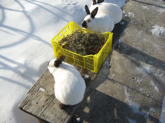 Калифорнийцы