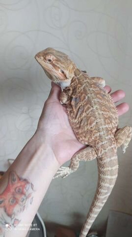 Бородатая агама