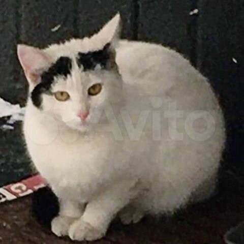 Котёнок
