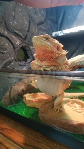 Бородатая агама