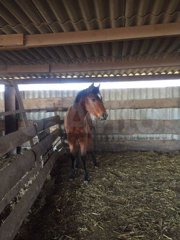 Продается жеребчик