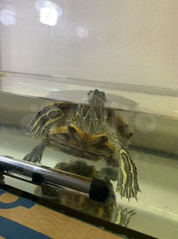 Черепашка красноухая