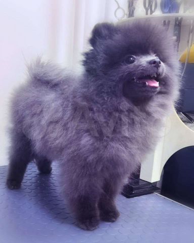 Голубой щенок шпица, мальчик 7 мес