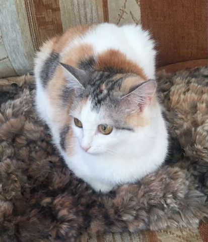 Кошка подросток