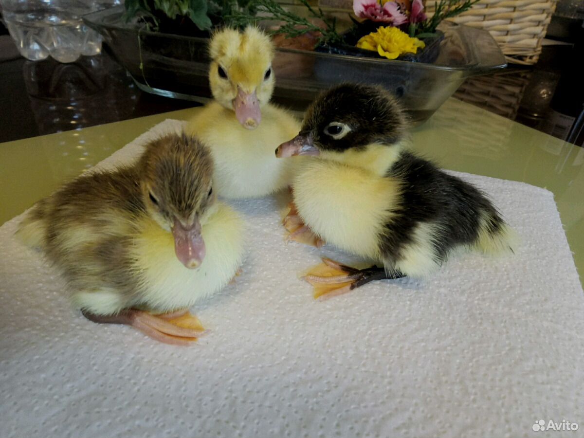 Утята мускусной утки /индоутки