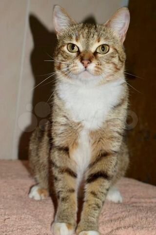 Кошечка Софи 1,5 года