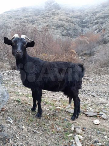 Продам коз и козлят