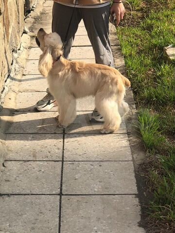 Американский кокер спаниель вязка