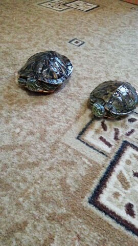 Красноухие черепашки