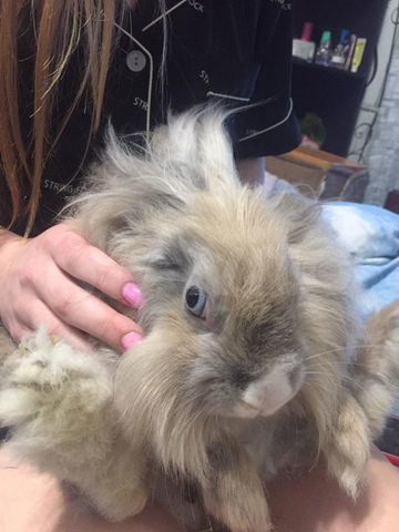 Декоративный львиноголовый кролик